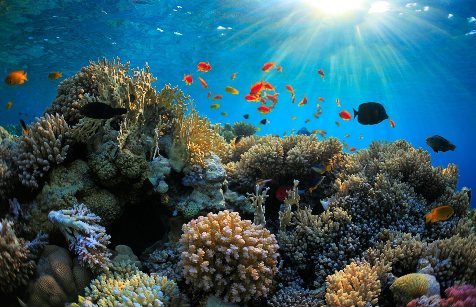 Learn More About the Florida Reef Tract in Martin County | Martin County
