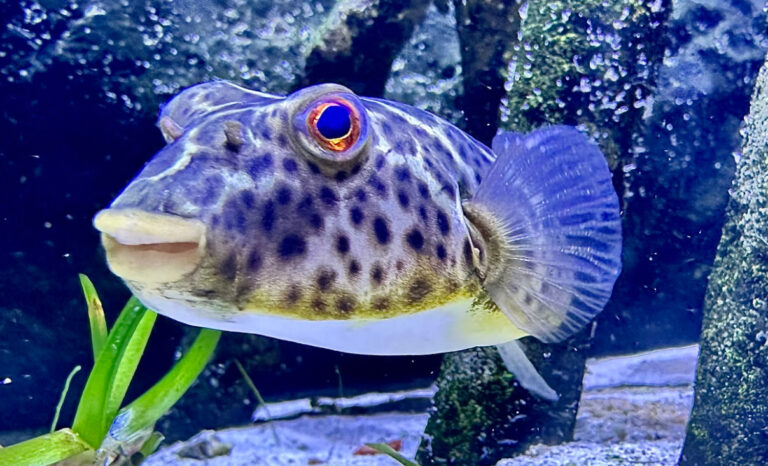 Bubbles and Bites Fish Feeding | Martin County